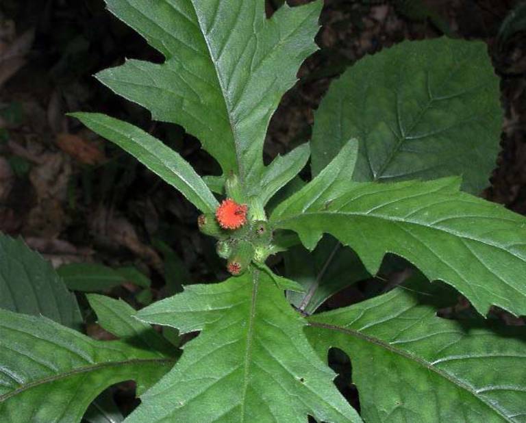 Cải Tàu Bay (Rau Tàu Bay) | Zen Village